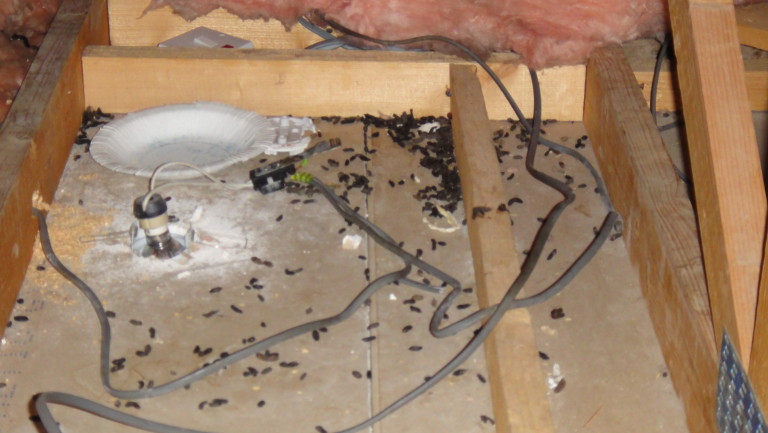 mice-in-the-loft - Pest Control Caledon