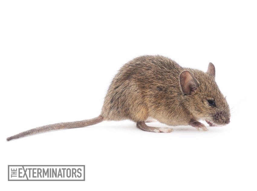 Mice Control Caledon - Professional Mouse Extermination Service